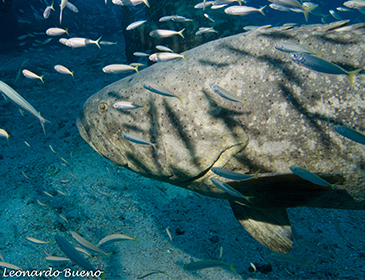 Mérou géant - Réserve Naturelle de l'Île du Grand-Connétable