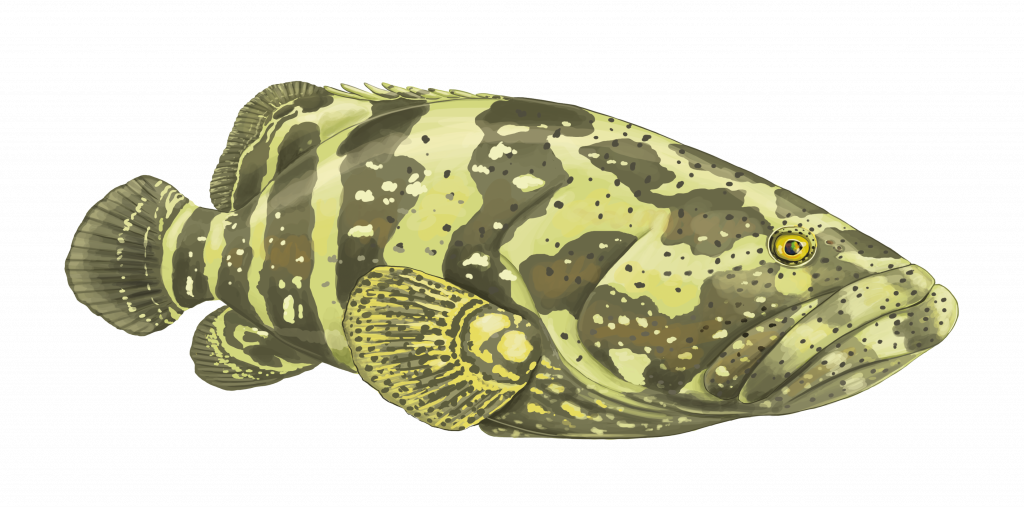 Le programme LIFE BIODIV'OM sur le Mérou géant | Réserve Naturelle de l ...